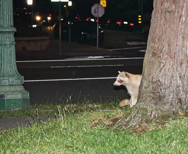 Unmasking the Legend of Lake Merritt’s Extinct Albino Raccoons